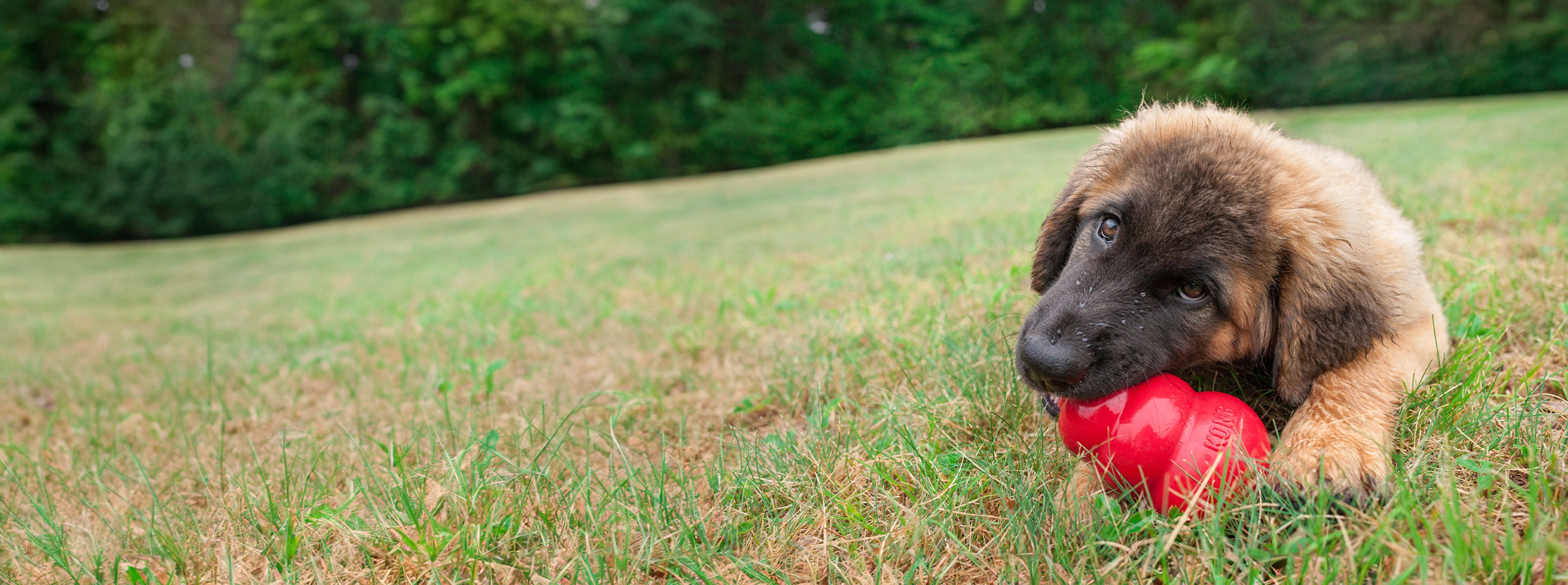 Online for Canine | Dog Supplies UK-Dog Beds, Toys, Food & Accessories ...